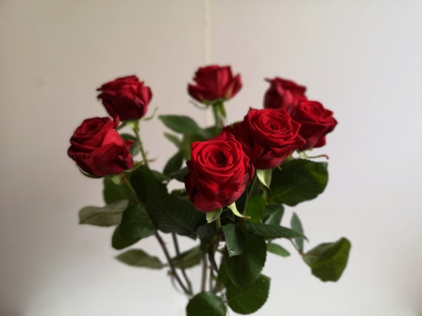 Bouquet de roses grandes tiges rouges